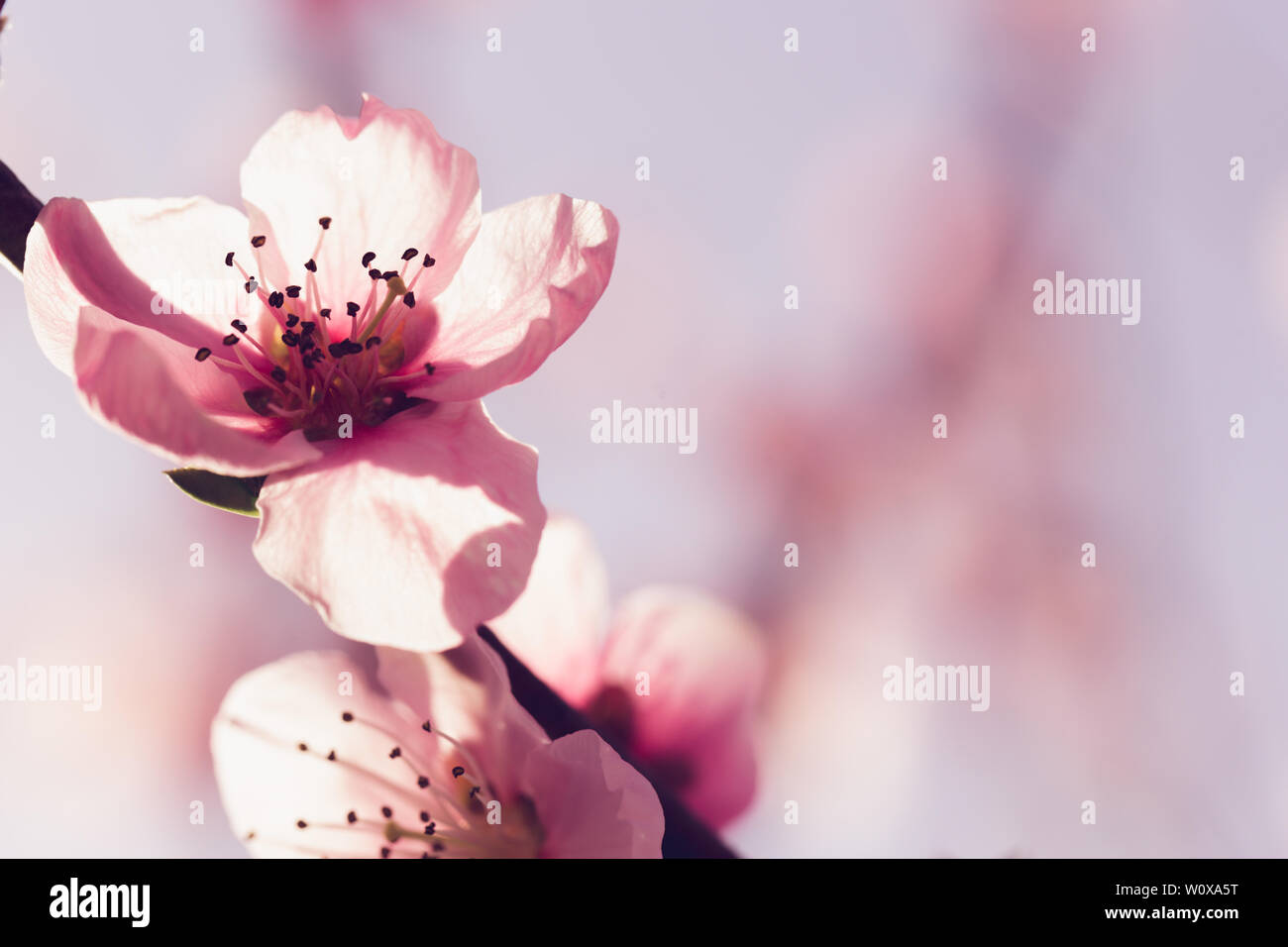 spring tree with pink flowers Stock Photo - Alamy