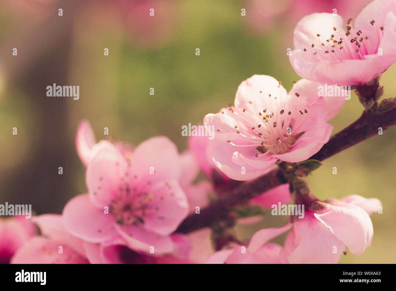 spring tree with pink flowers Stock Photo - Alamy