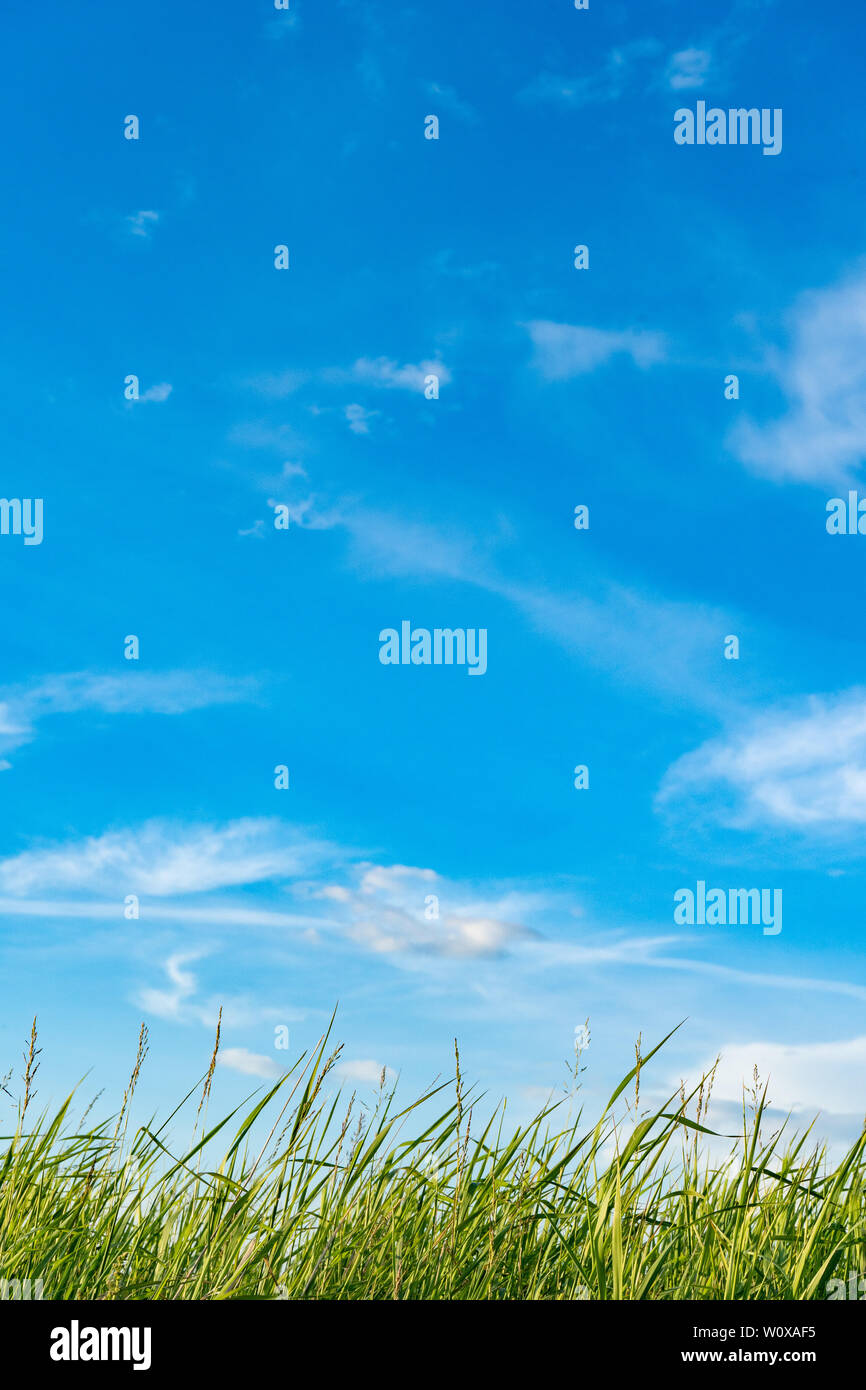 Natural wild green grass and blue sky with clouds Stock Photo - Alamy