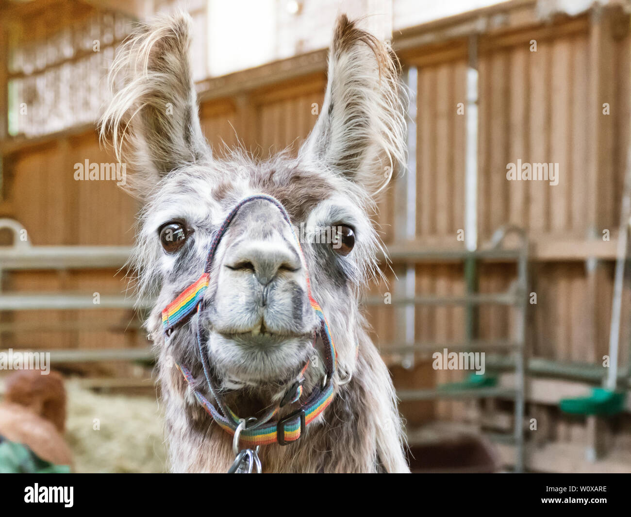 Lama Portrait - Face Alpaca Head Stock Photo - Alamy