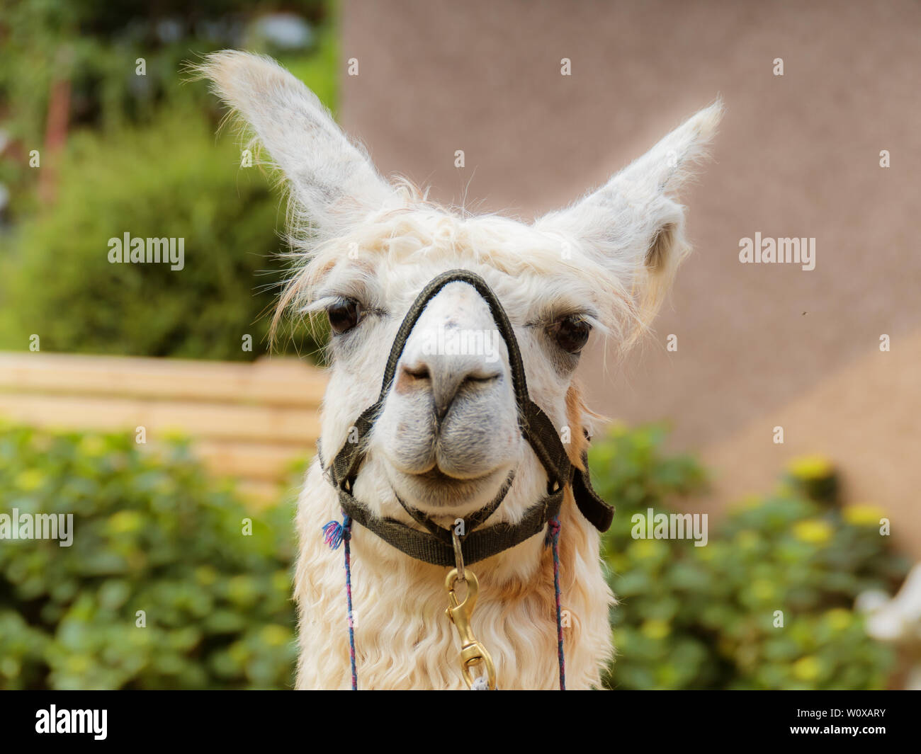 Lama Portrait - Face Alpaca Head Stock Photo - Alamy