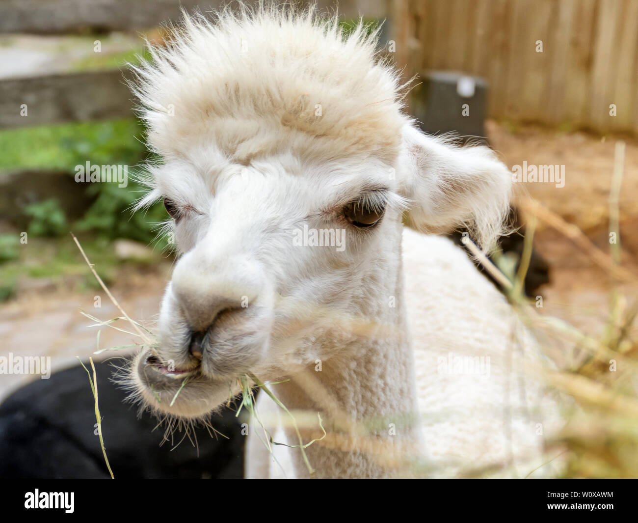 Lama Portrait - Face Alpaca Head Stock Photo - Alamy
