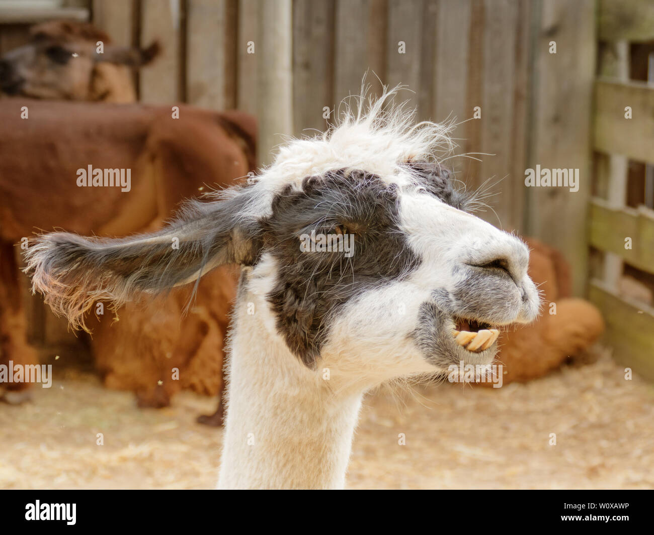 Lama Portrait - Face Alpaca Head Stock Photo - Alamy
