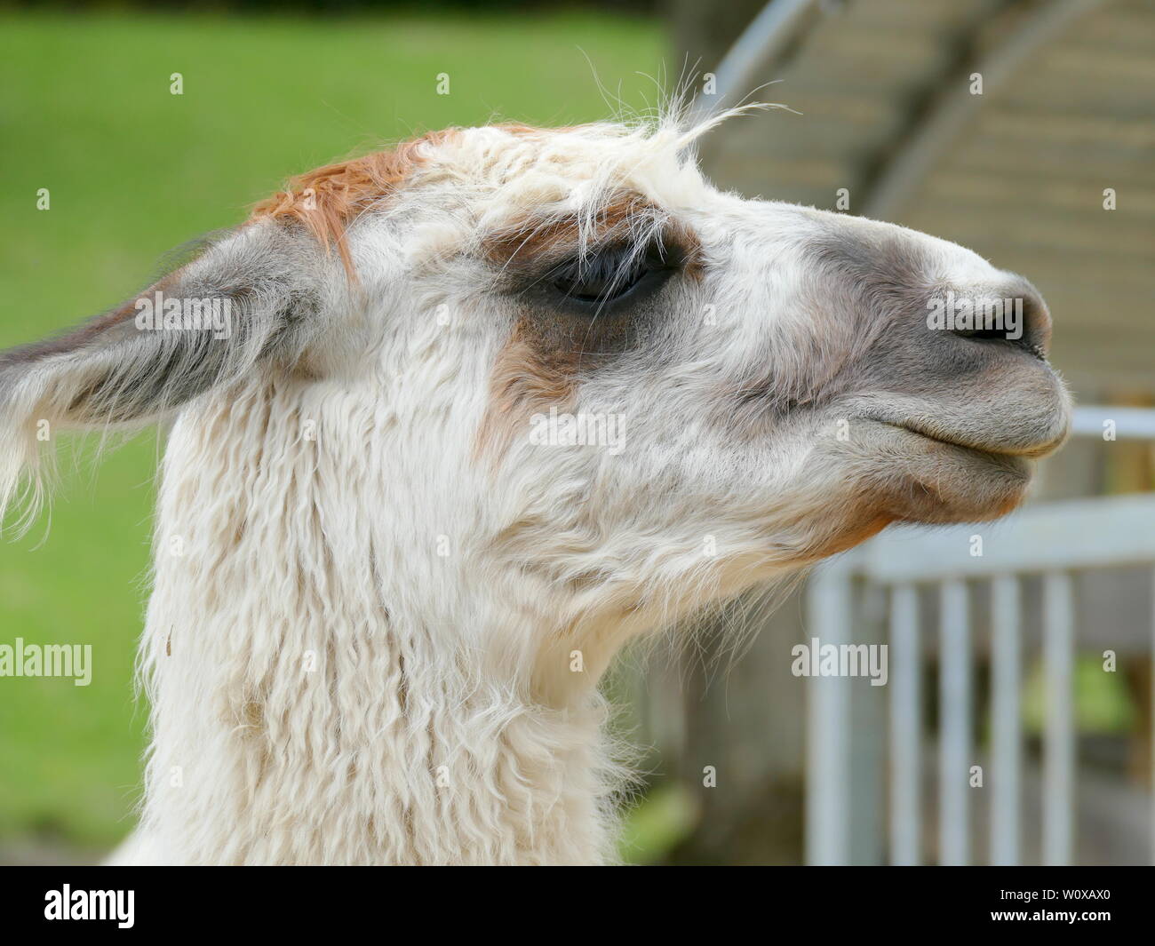 Lama Portrait - Face Alpaca Head Stock Photo - Alamy