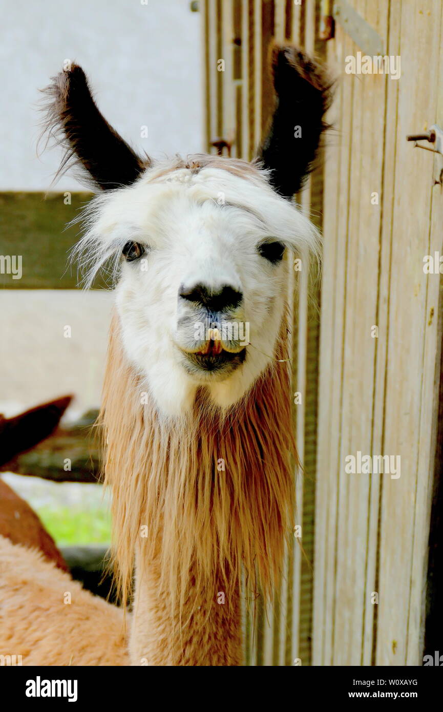 Hug head grass hi-res stock photography and images - Alamy