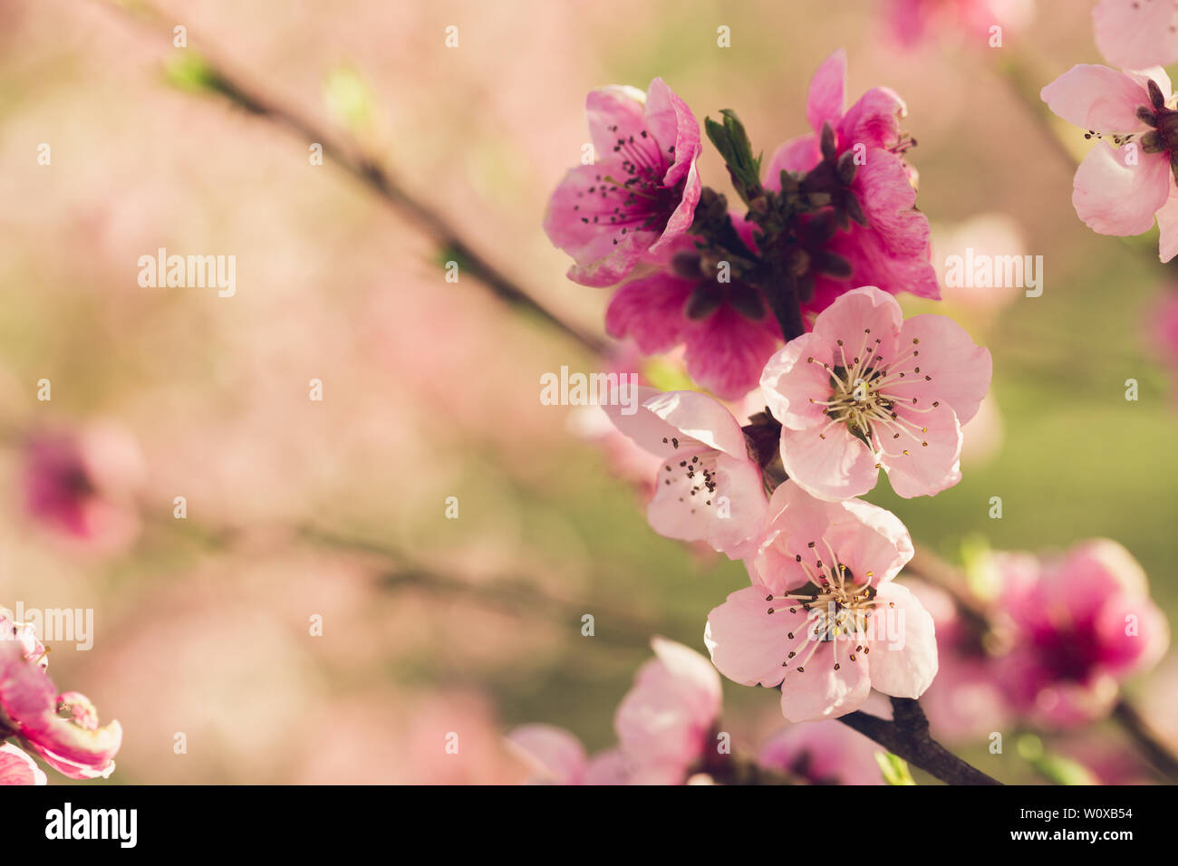 spring tree with pink flowers Stock Photo - Alamy