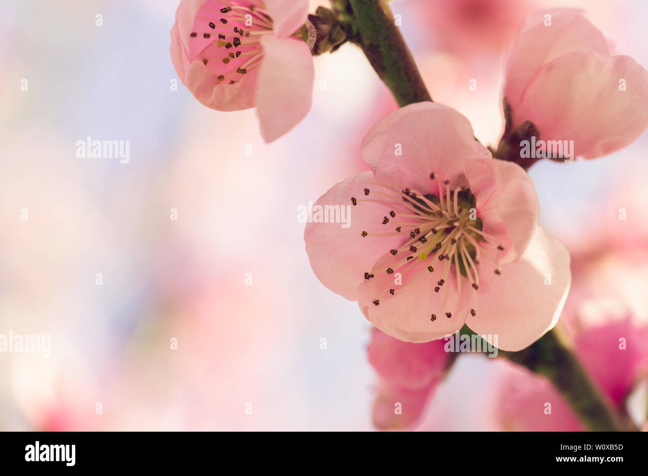spring tree with pink flowers Stock Photo - Alamy