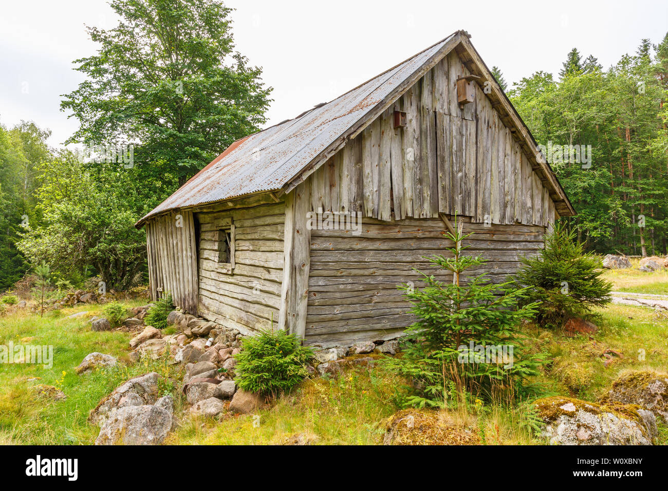 Weathered old timber barn in the woods Stock Photo - Alamy