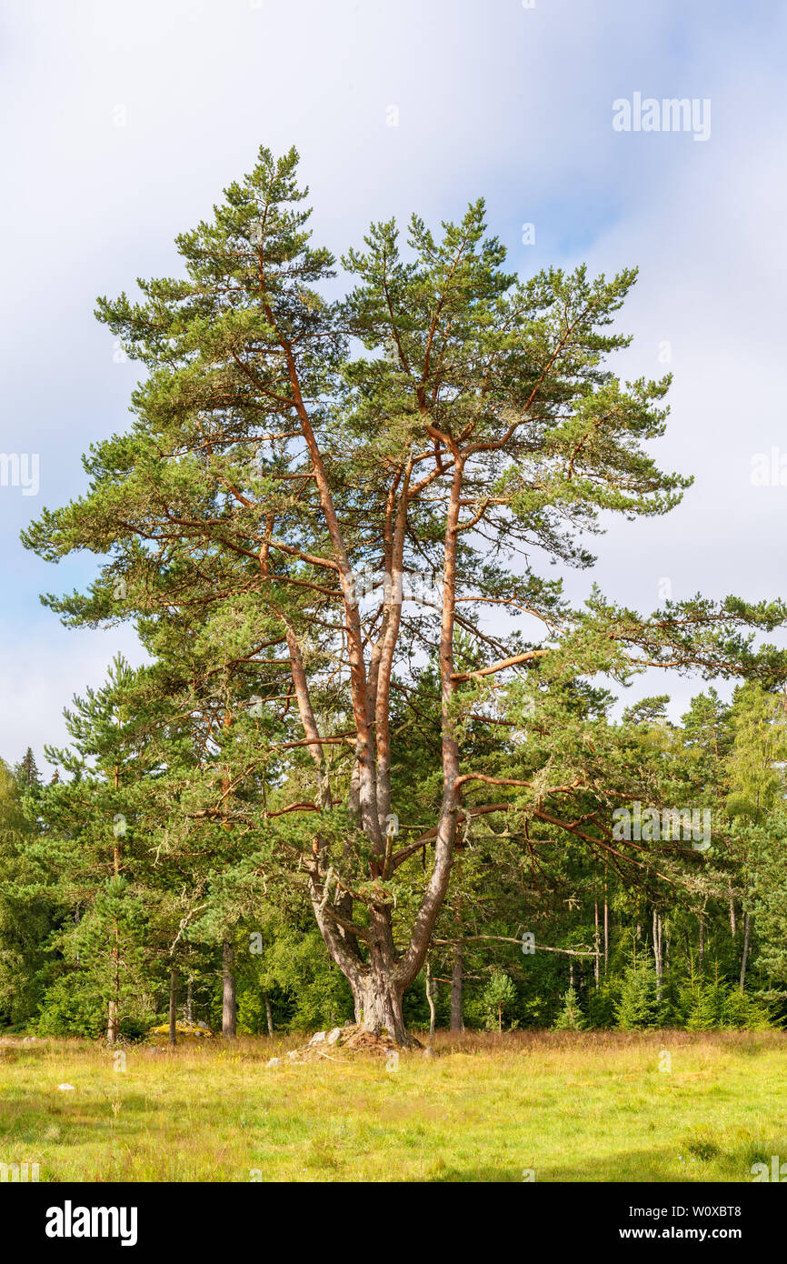 Big pine tree hi-res stock photography and images - Alamy
