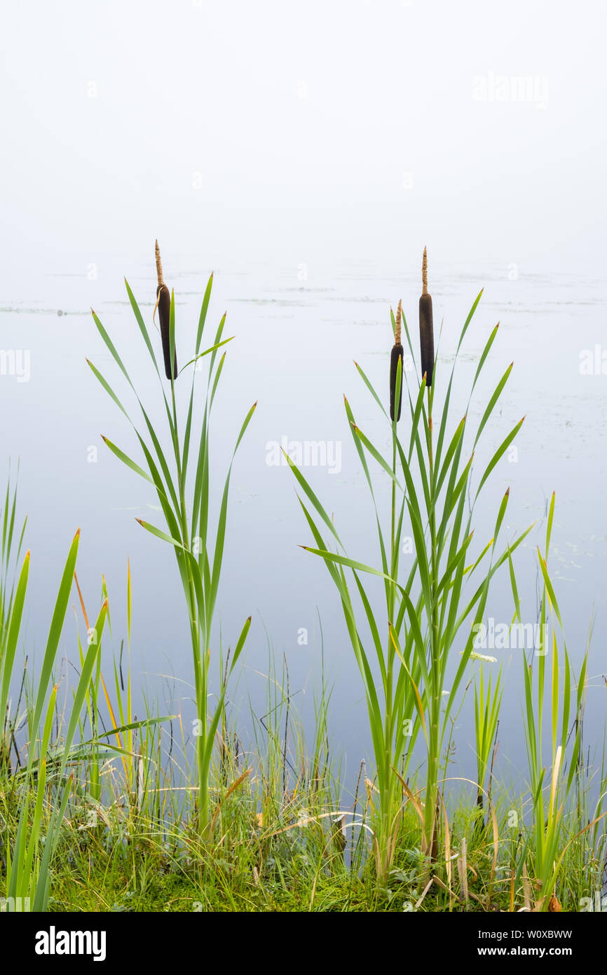 Cattail plants hi-res stock photography and images - Alamy