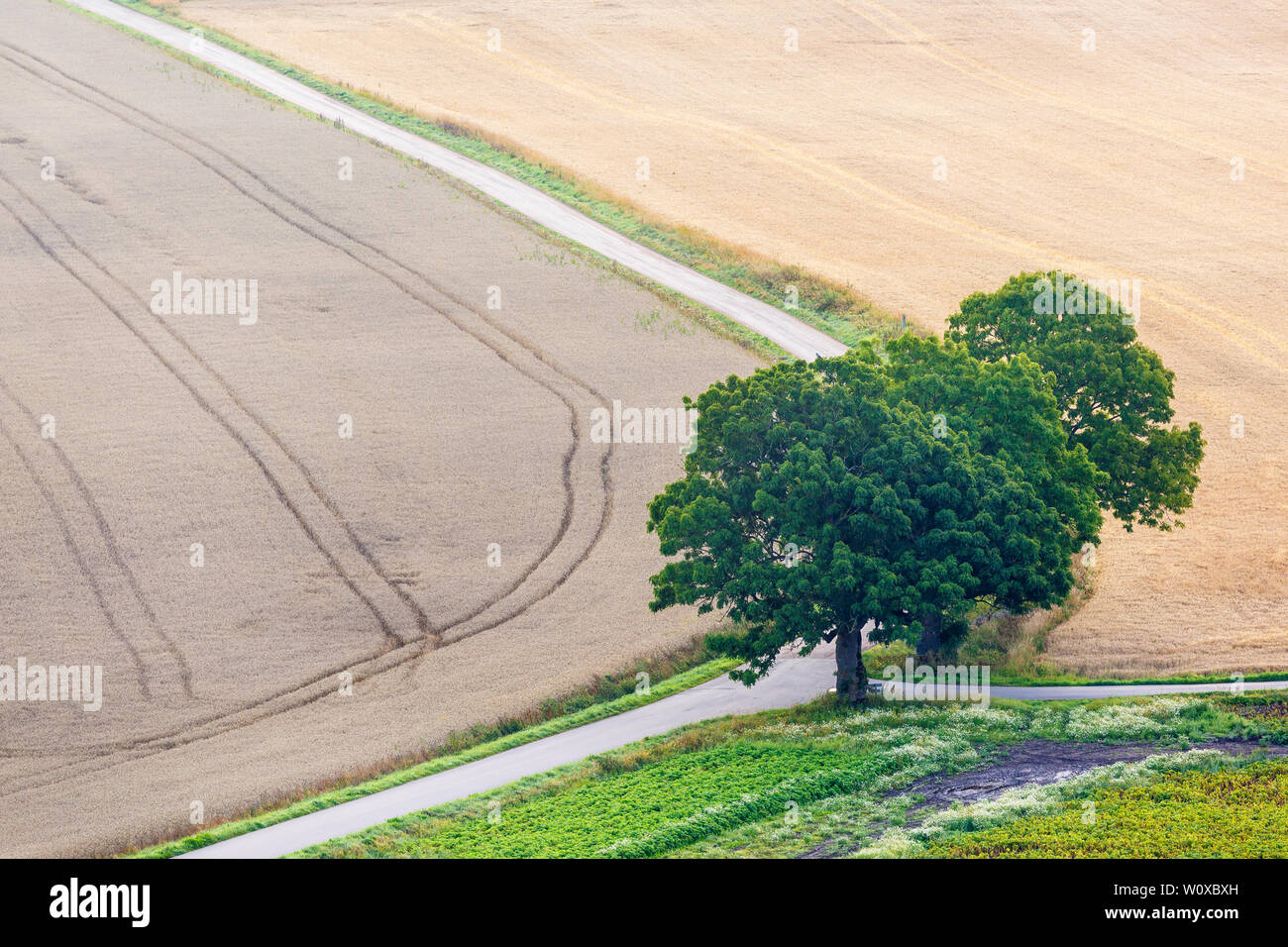 Trees at an intersection with ripe cornfields Stock Photo - Alamy