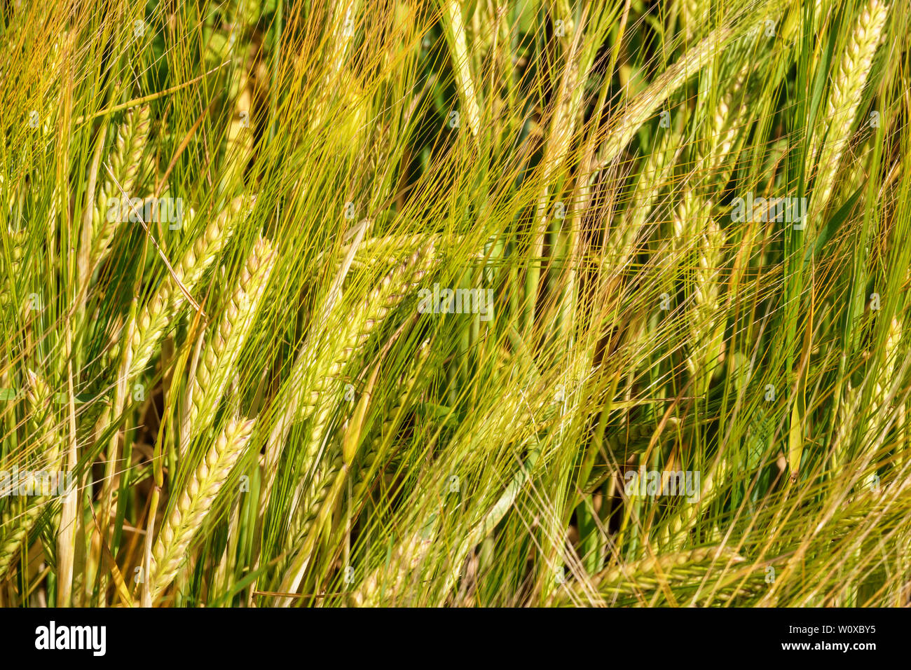 Green straws of corn hi-res stock photography and images - Alamy