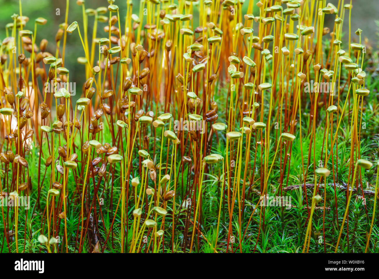 Common haircap moss in a woods Stock Photo - Alamy