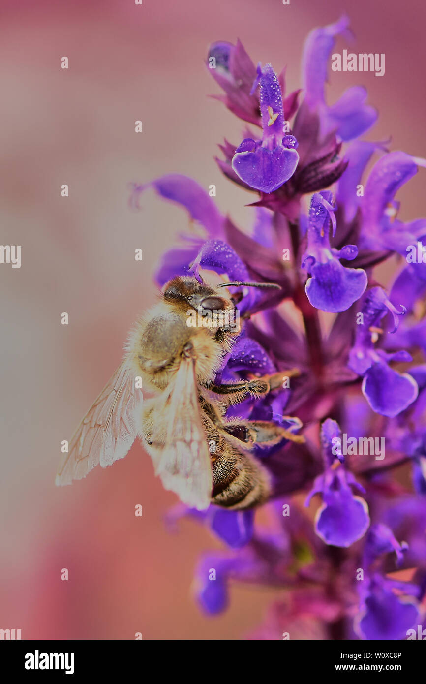 macro of a bee on garden sage - Salvia officinalis Stock Photo - Alamy