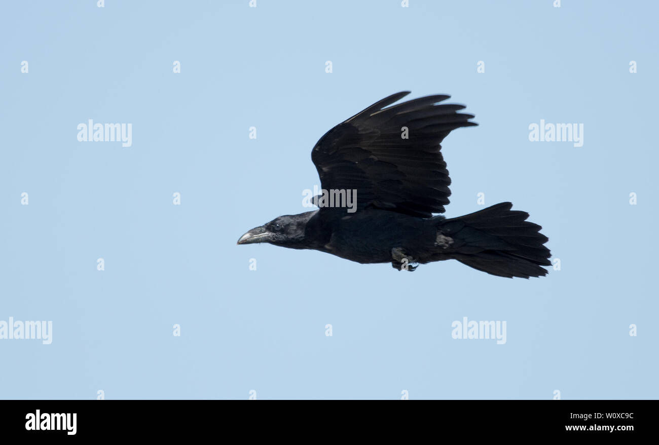 Raven uk corvus corax flight hi-res stock photography and images - Alamy