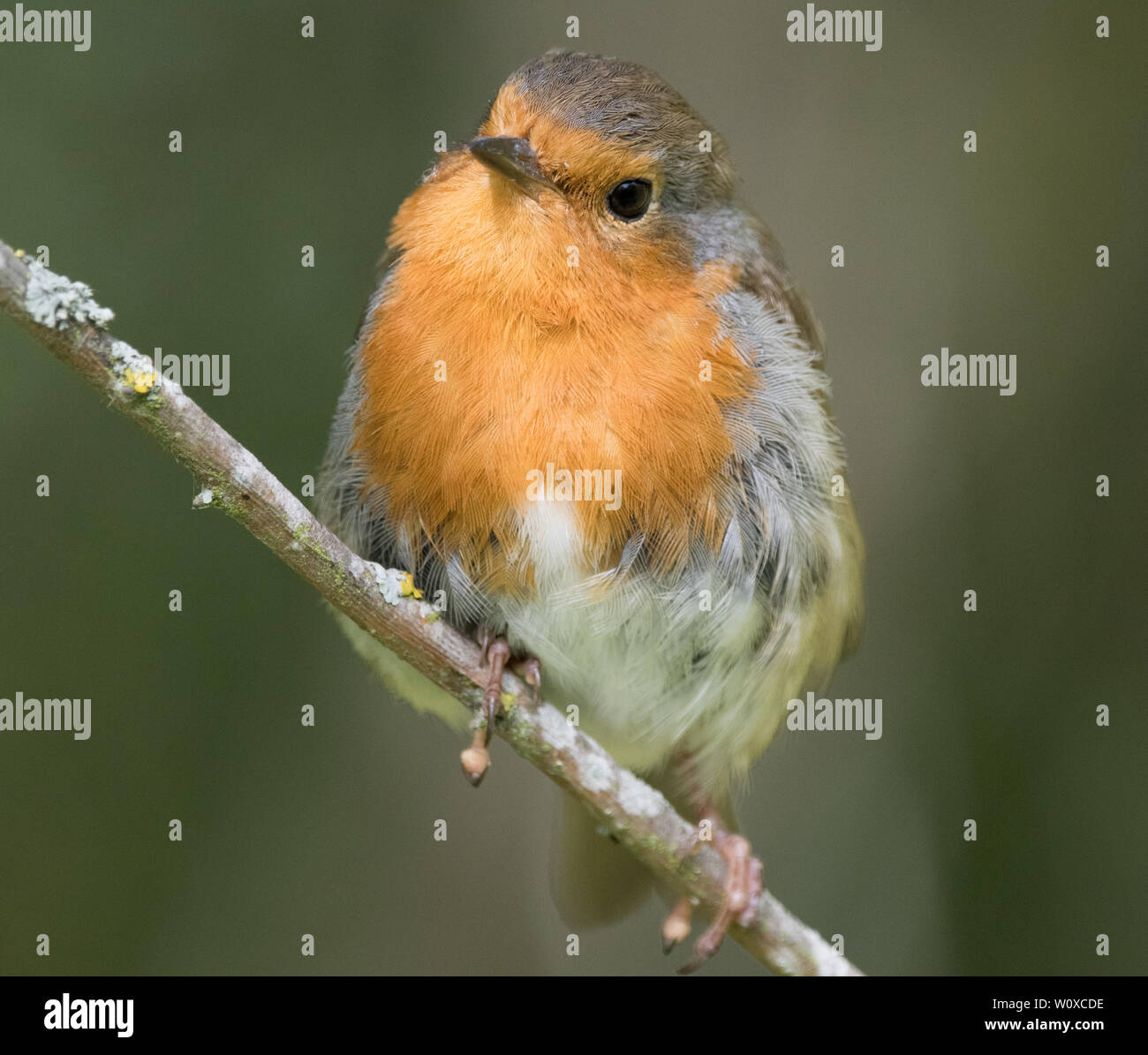 Close up juvenile robin hi-res stock photography and images - Alamy