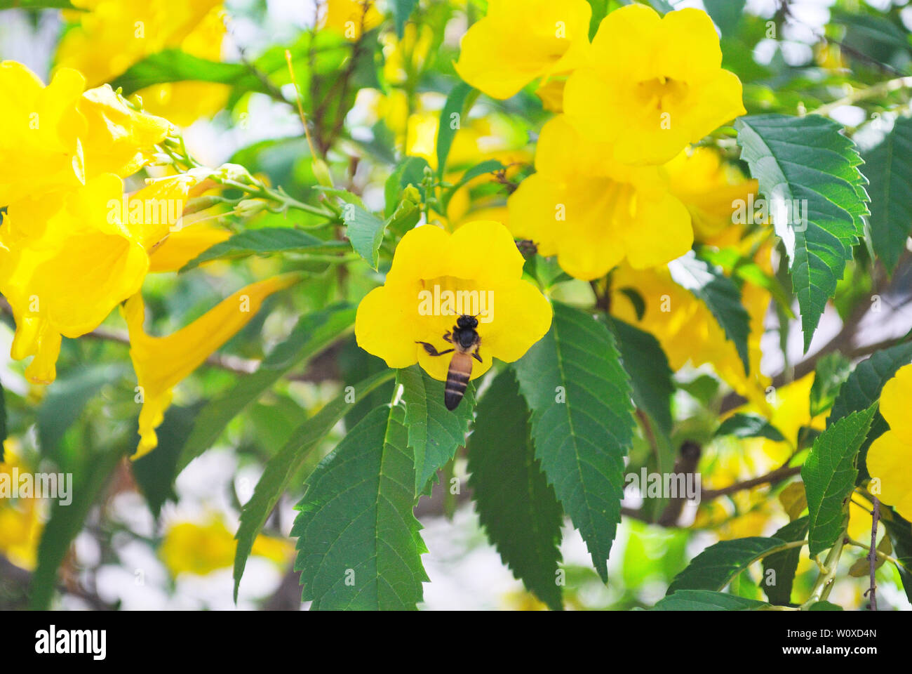 The bee is flying to find nectar from the yellow flower called Yellow ...