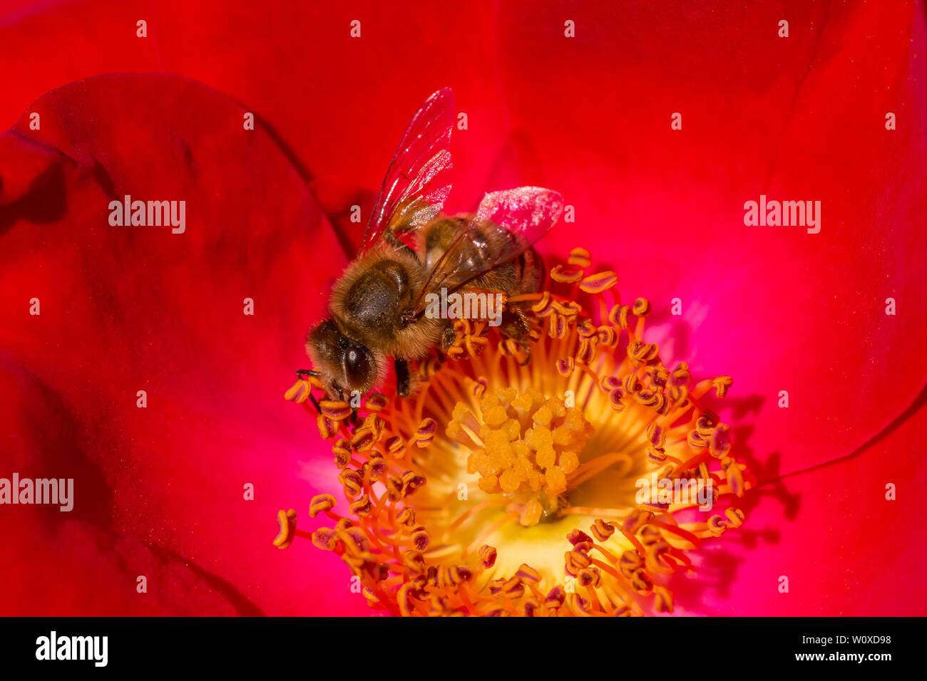 close up of bee collecting pollen inside red rose flower Stock Photo ...