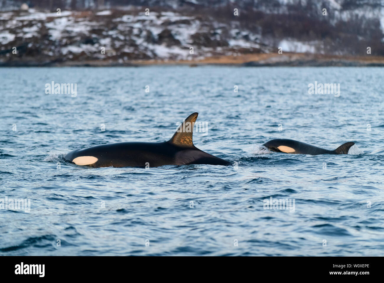 Orca in Norway, Orcinus Orca, Killer whale, North Atlantic Ocean Stock ...