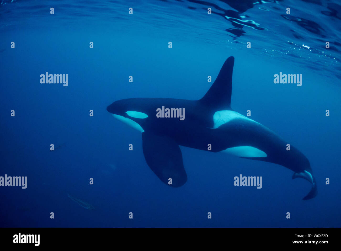 Orca in Norway, Orcinus Orca, Killer whale, North Atlantic Ocean Stock ...