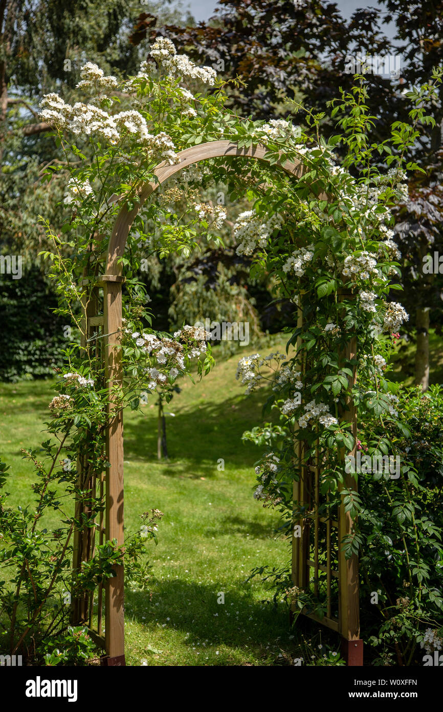 Climbing rose arch hi-res stock photography and images - Alamy