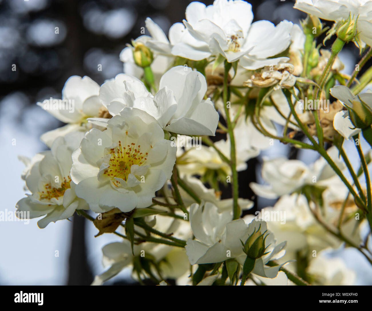Rambling Rector, a vigorous white rambling rose in flower on a garden ...