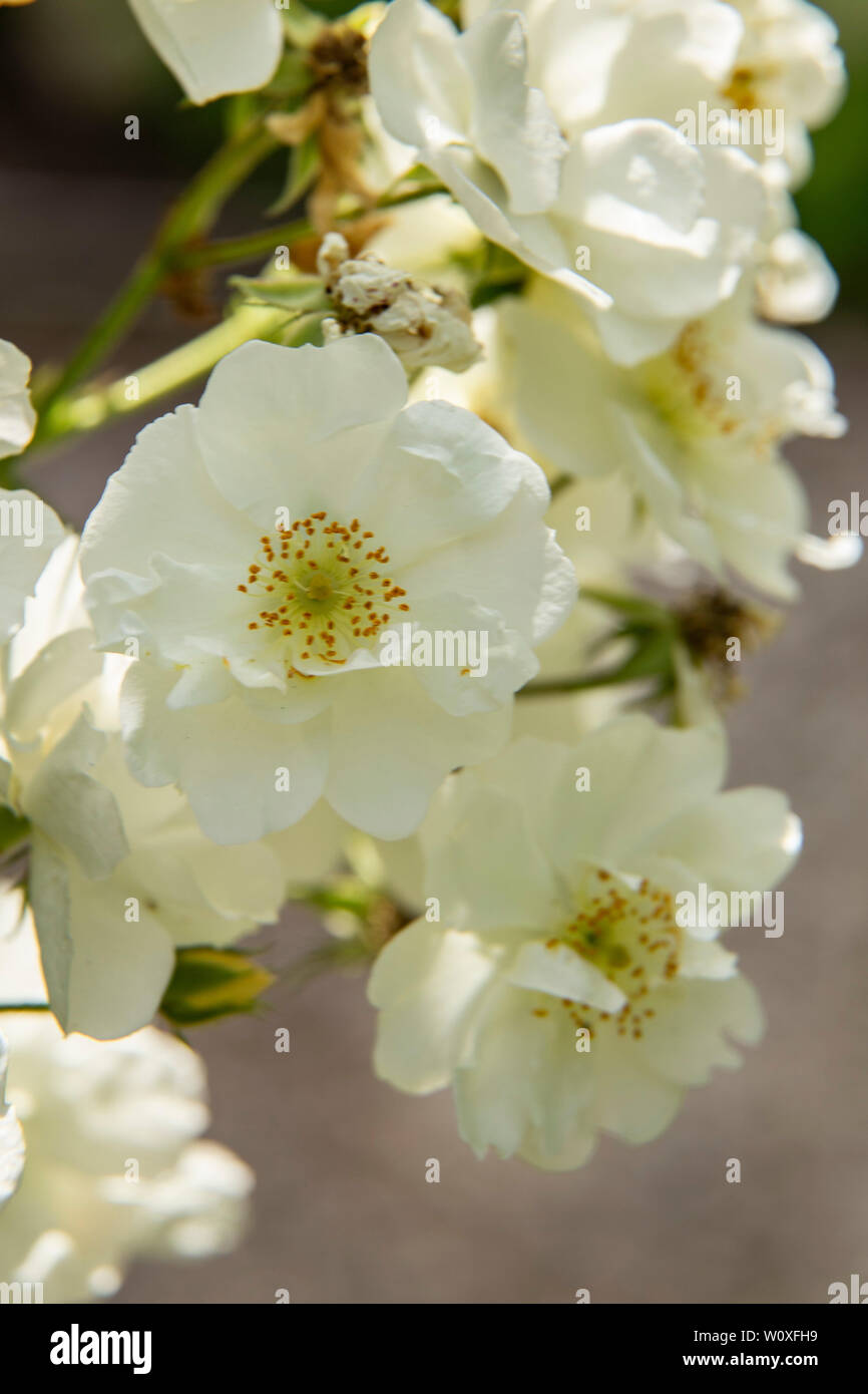 Rambling Rector, a vigorous white rambling rose in flower on a garden ...