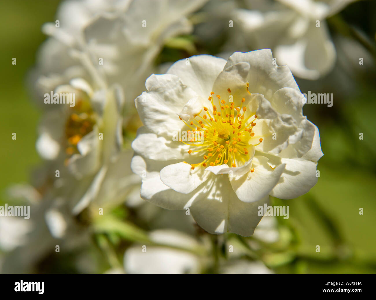 Climbing Rambler White Rose High Resolution Stock Photography and ...