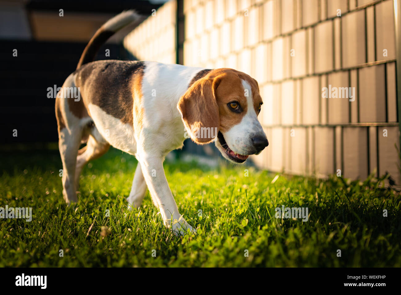Beagle dog walking in backyard in summer on grass. Summer background ...