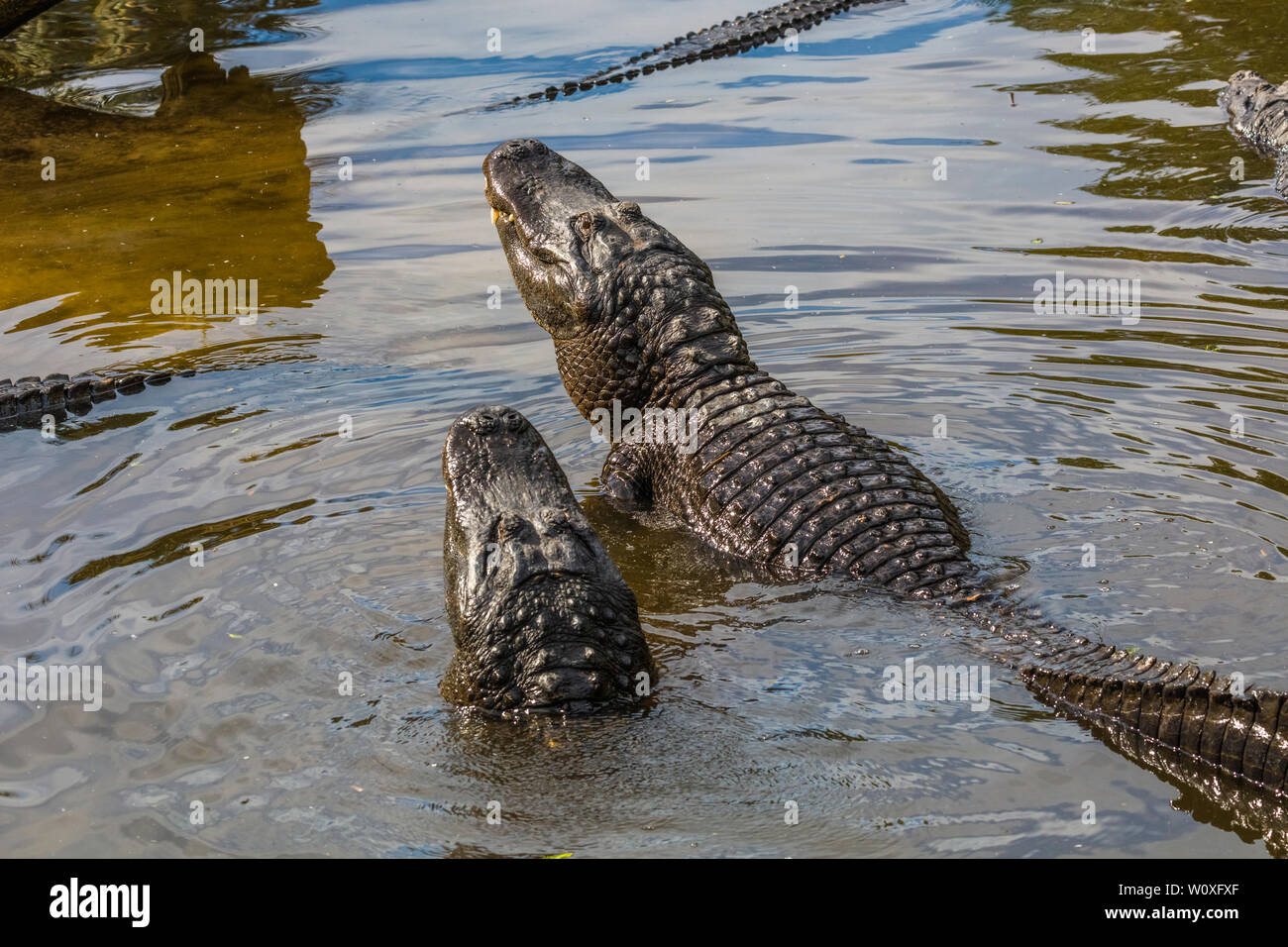 Mating display of American Alligators (Alligator mississipiensis) in St ...