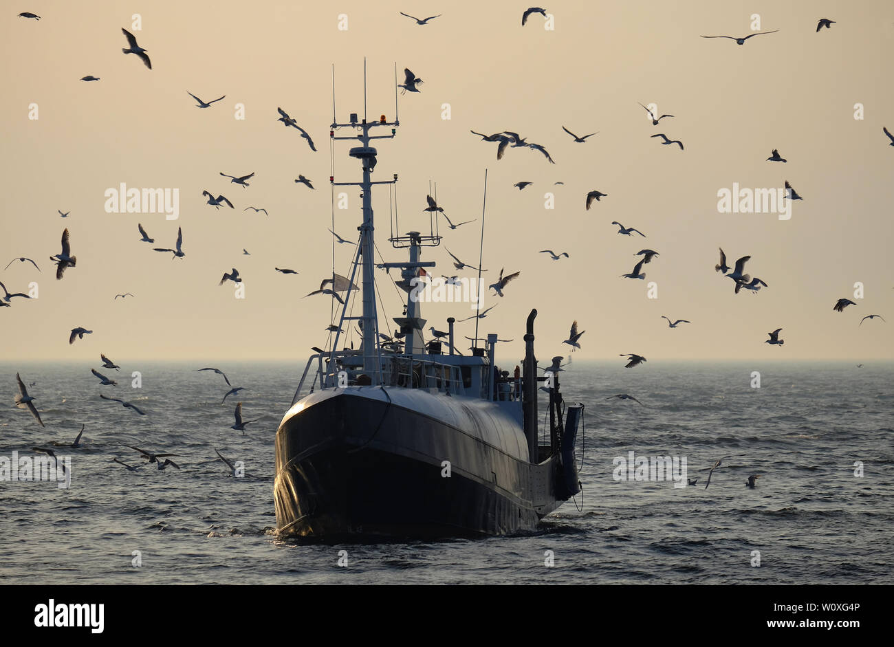 Catching fish in the Baltic Sea Stock Photo - Alamy