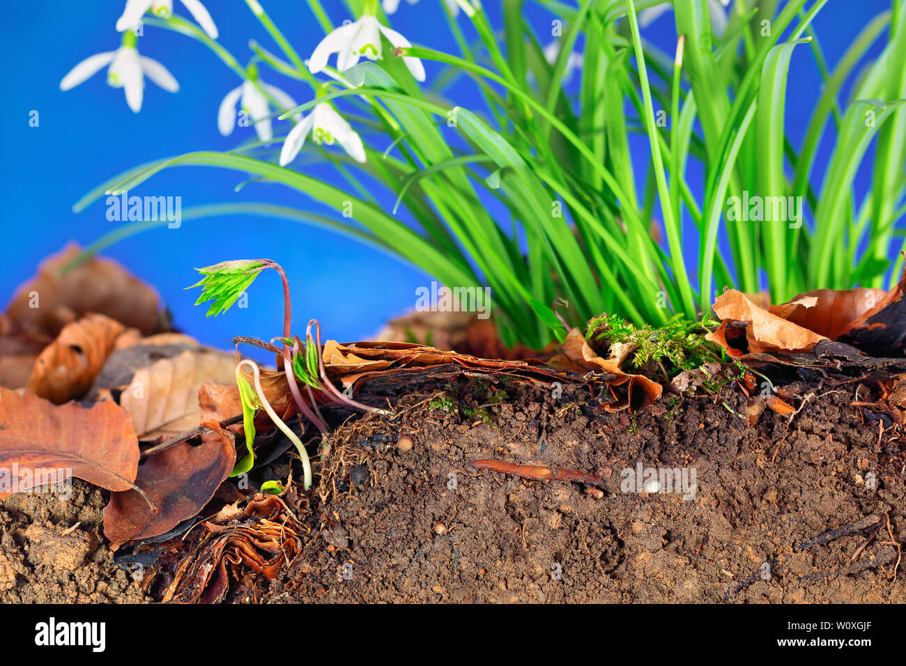 Snowdrop Plant Soil High Resolution Stock Photography and Images - Alamy