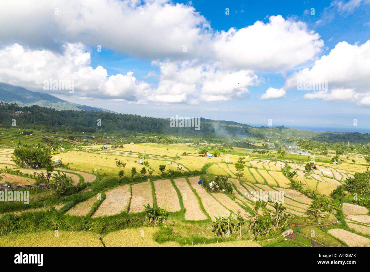 Rice fields in Bali Stock Photo - Alamy