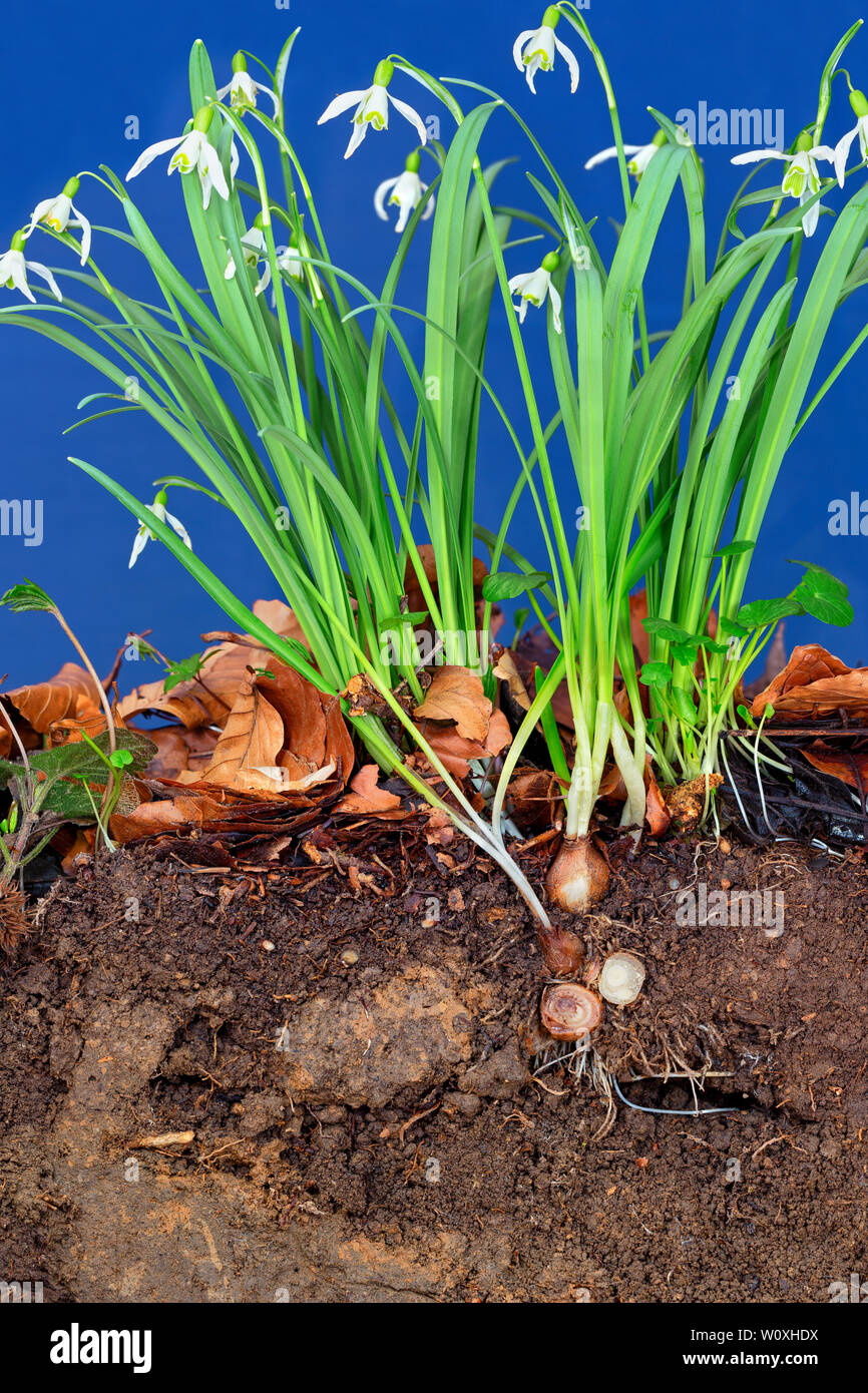Snowdrop Plant Soil High Resolution Stock Photography and Images - Alamy