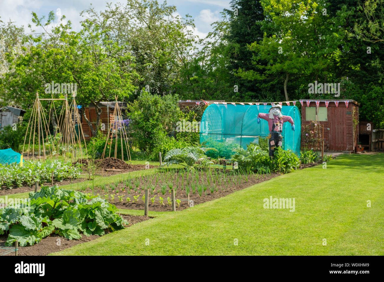 Rural allotment plot early spring, with growing vegetables including a ...