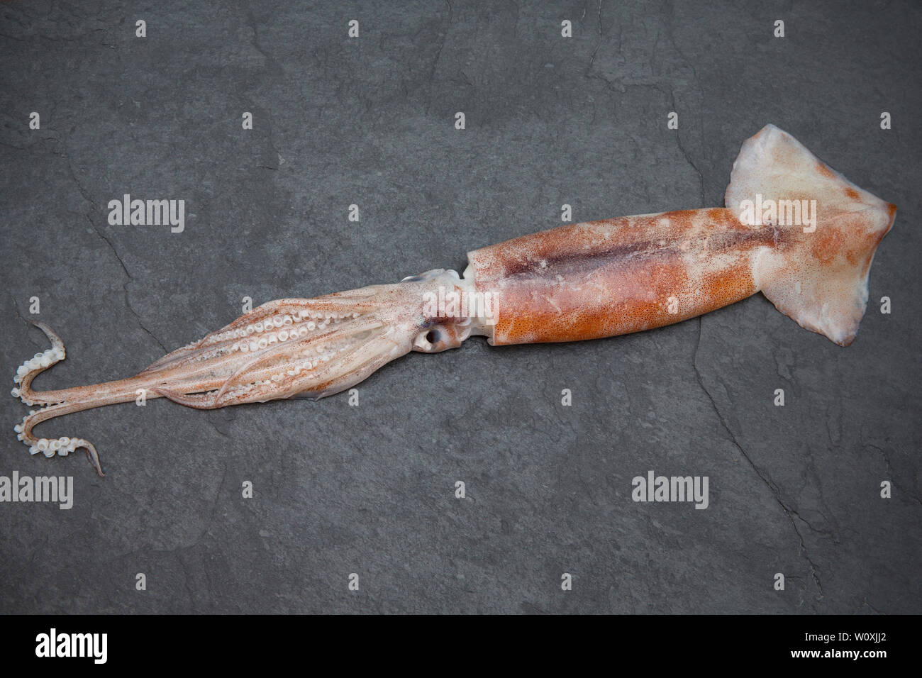 A raw, uncooked squid that was caught trawling in the English Channel ...