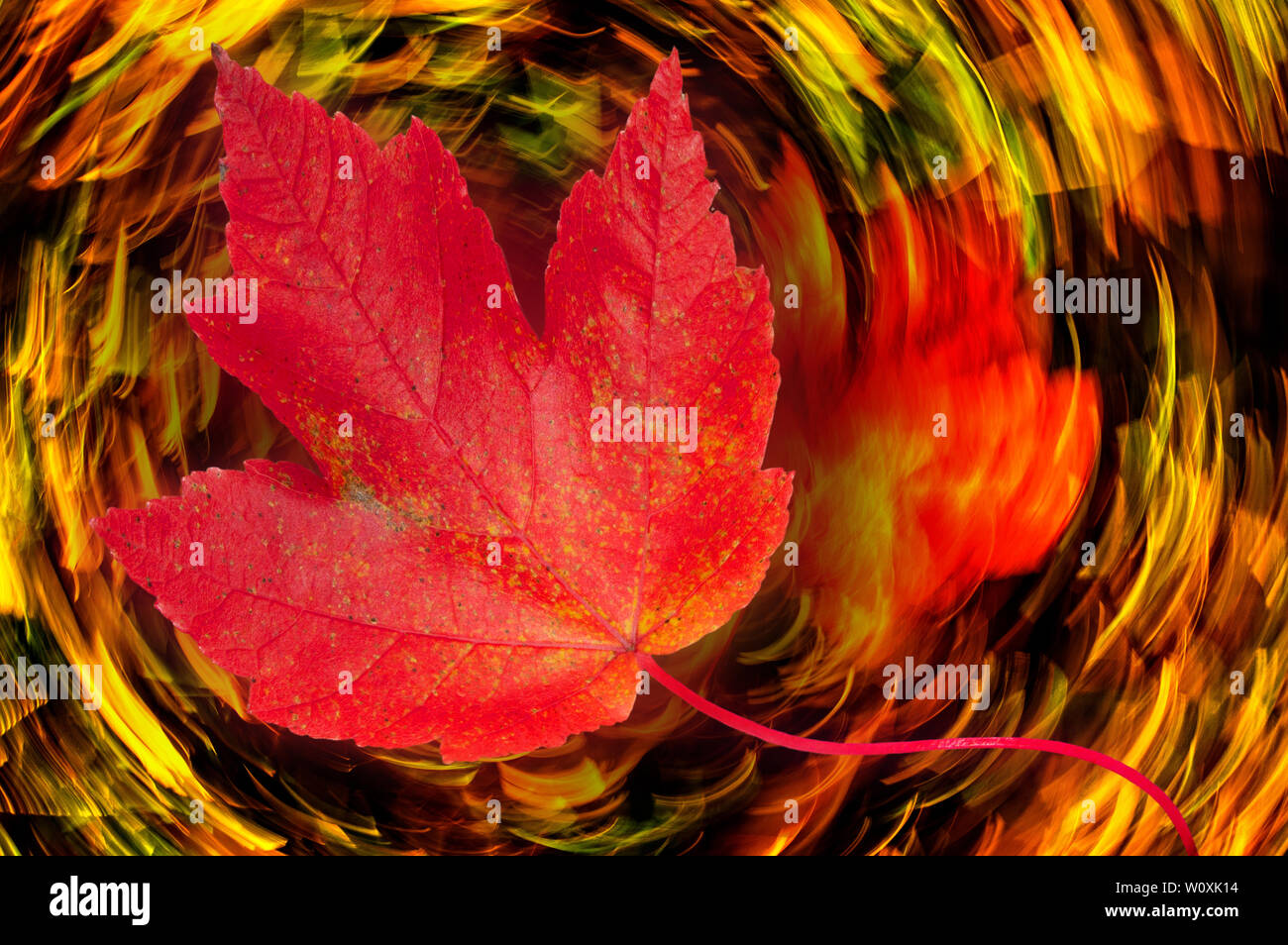 Studio shot of fall leaf composed with background of grass and leaves ...