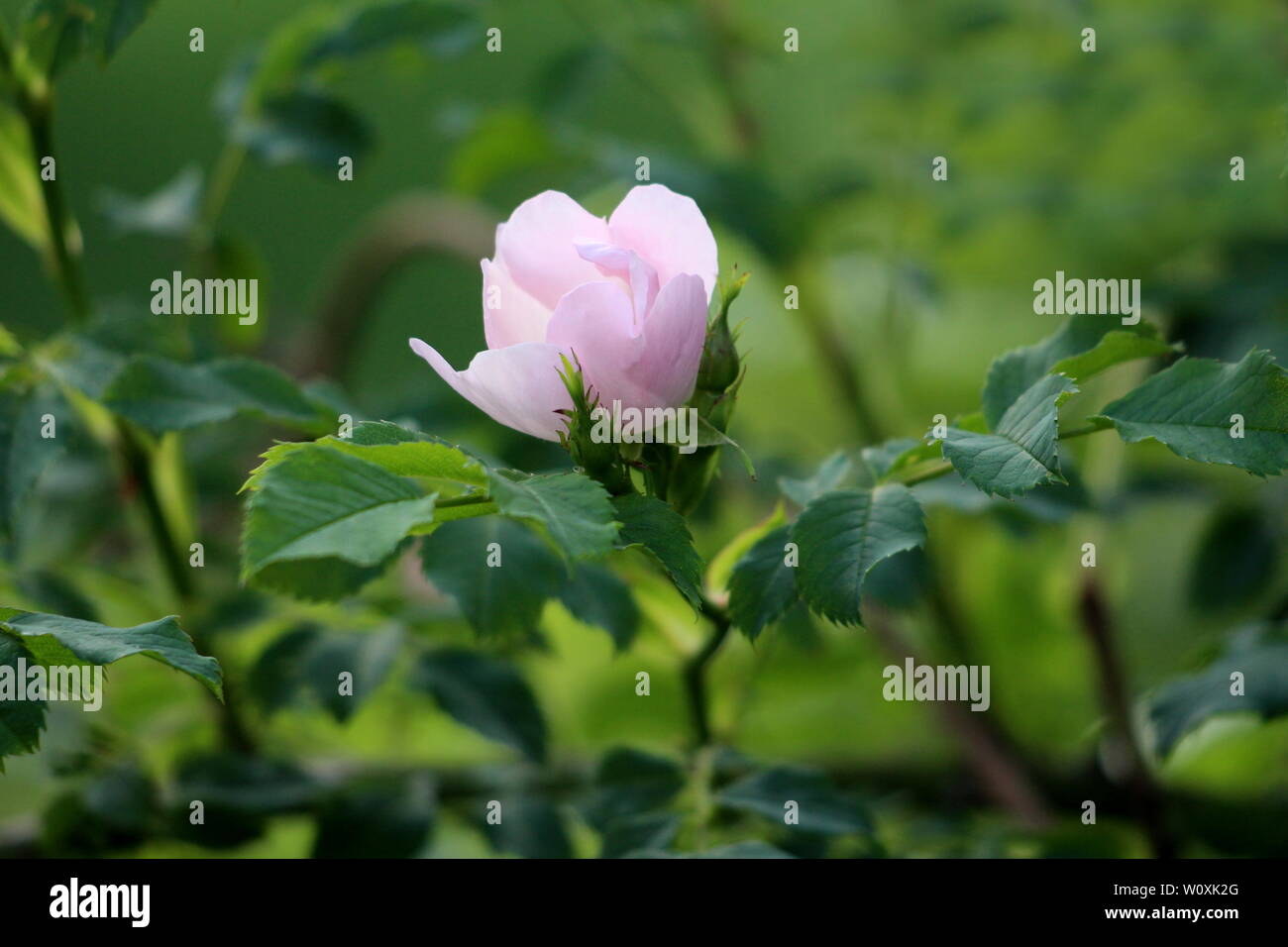 Rose hip or Rosehip or Rose haw or Rose hep single pink flower ...
