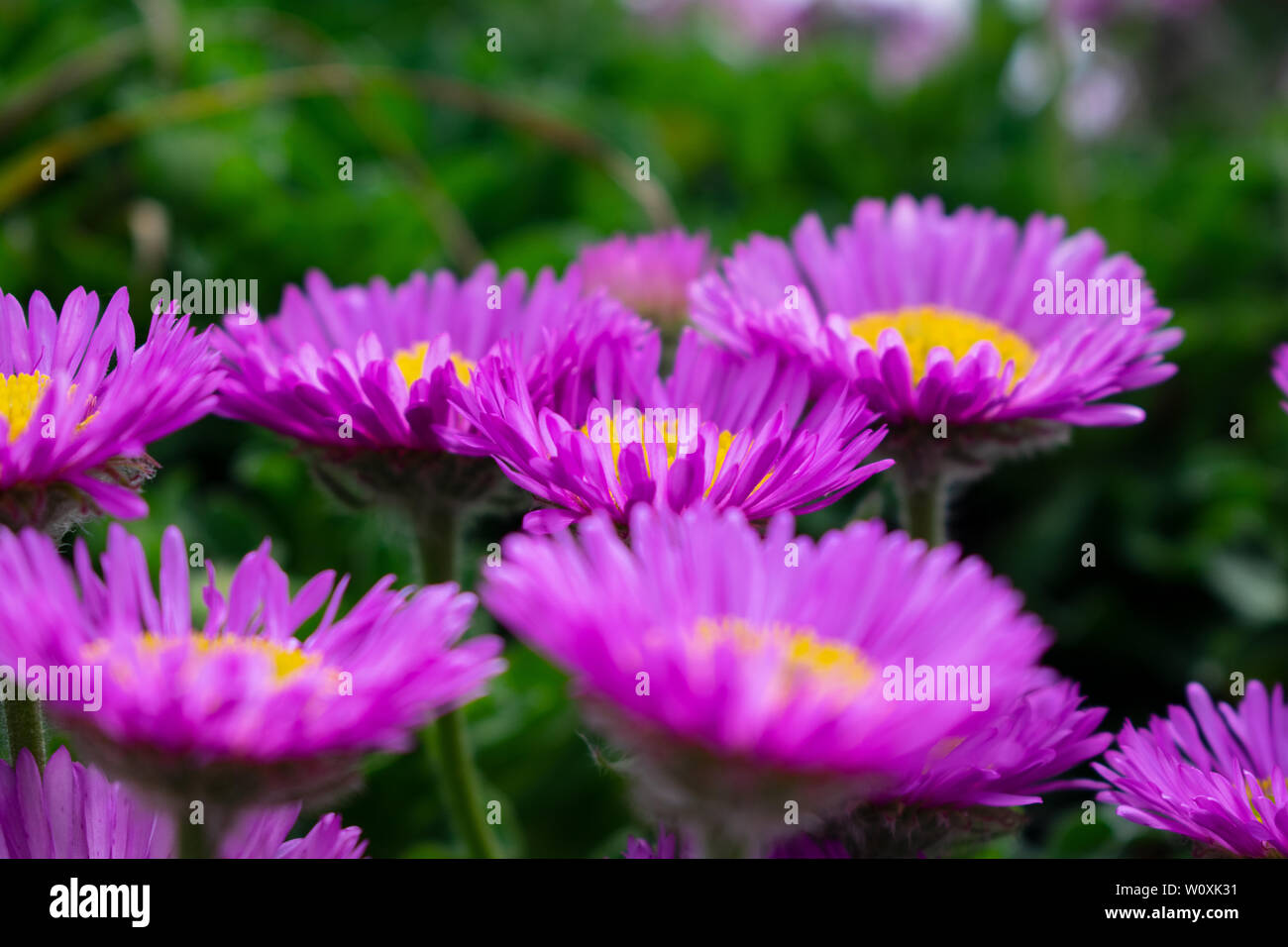 Sourfig Stock Photos & Sourfig Stock Images - Alamy