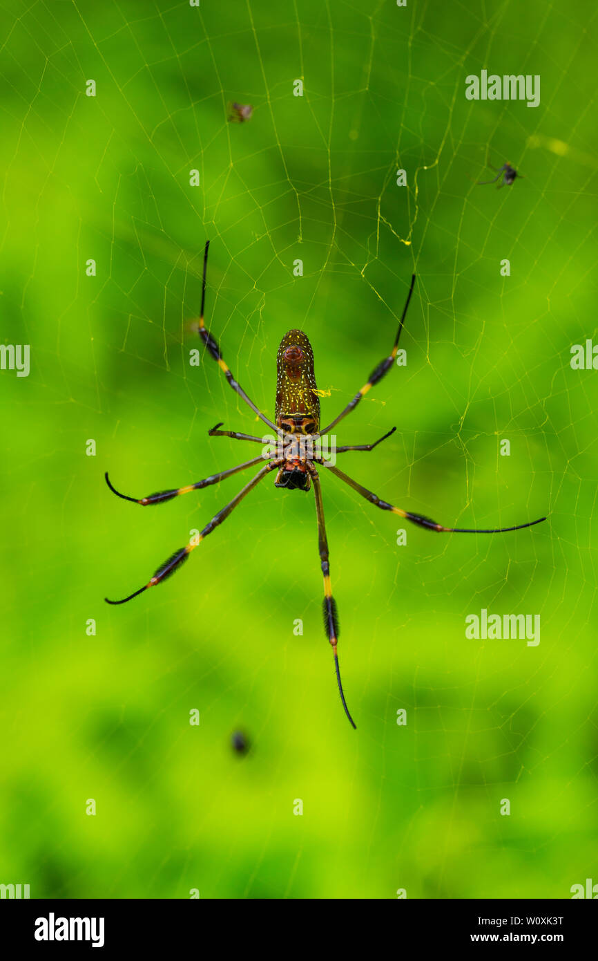 Panama spiders hi-res stock photography and images - Alamy