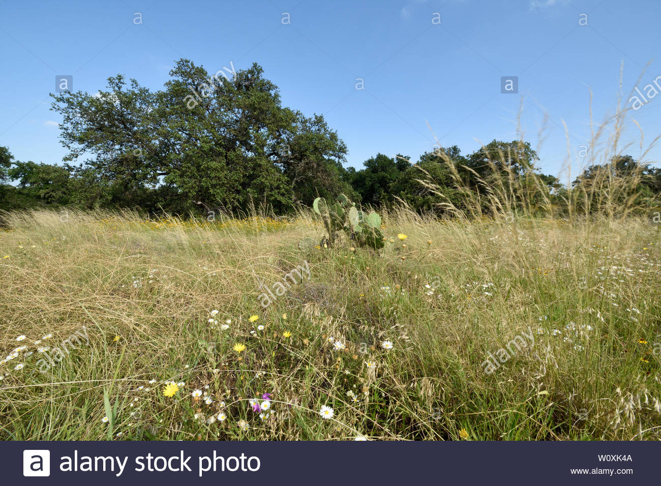 Wildflowers Trees And Sky High Resolution Stock Photography and Images ...
