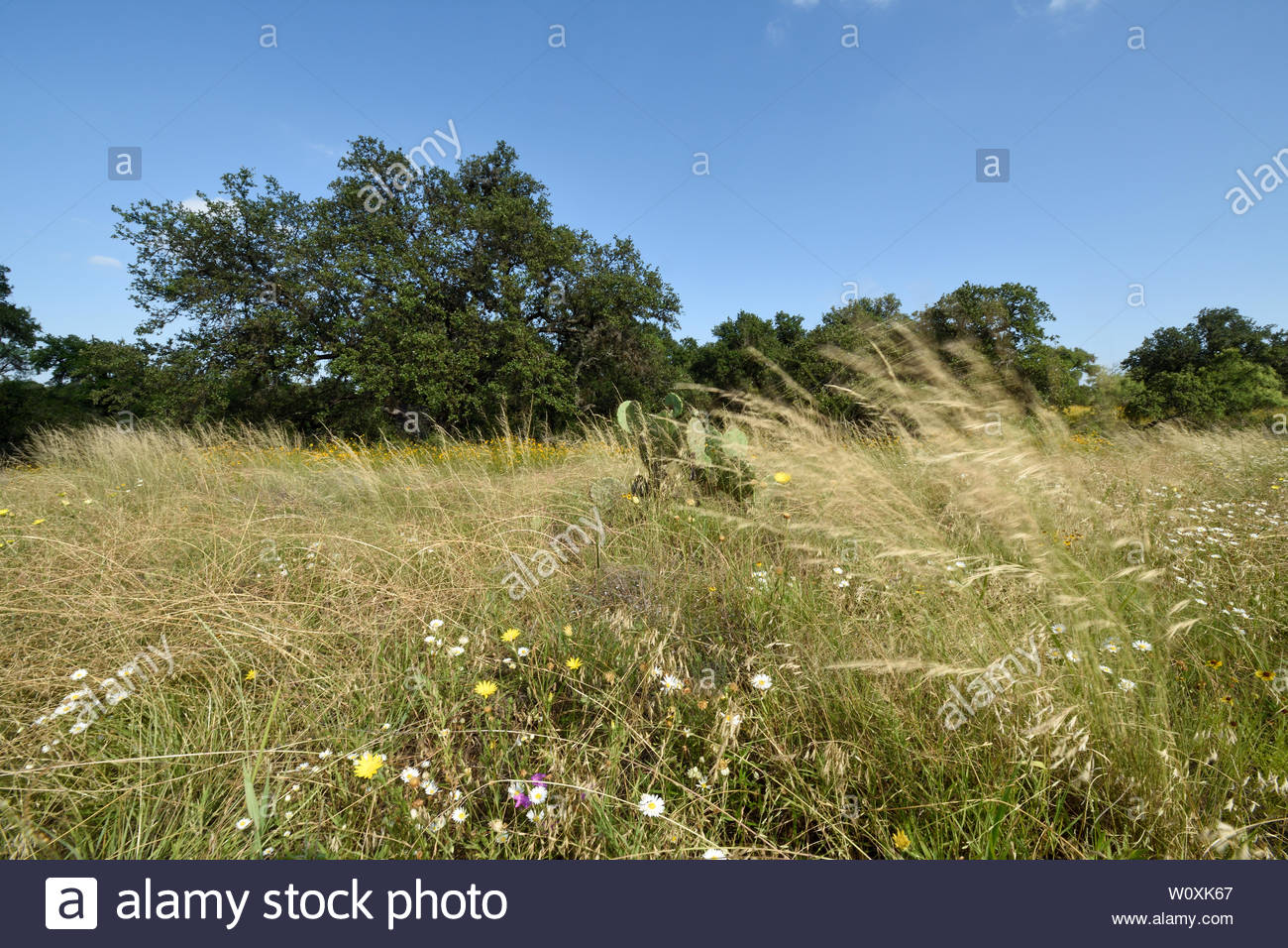 Texas Native Vegetation High Resolution Stock Photography and Images ...