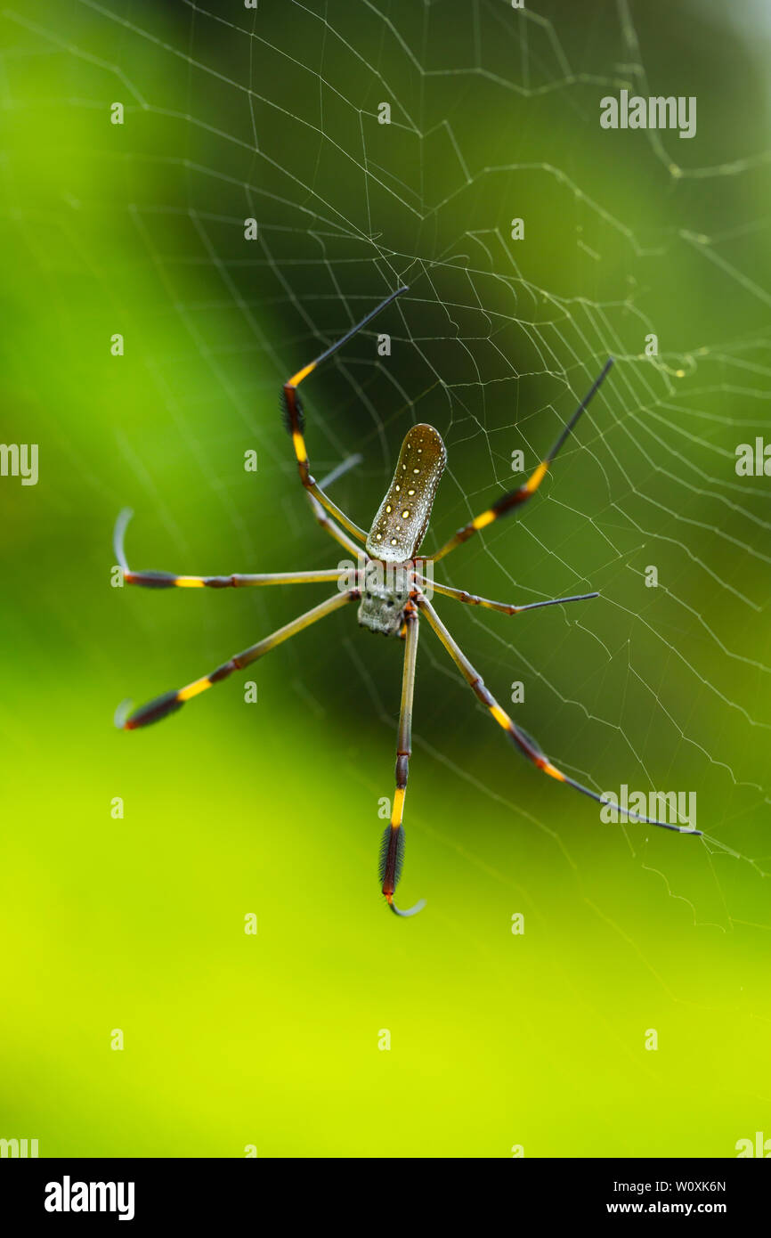 Panama Spiders Stock Photos & Panama Spiders Stock Images - Alamy