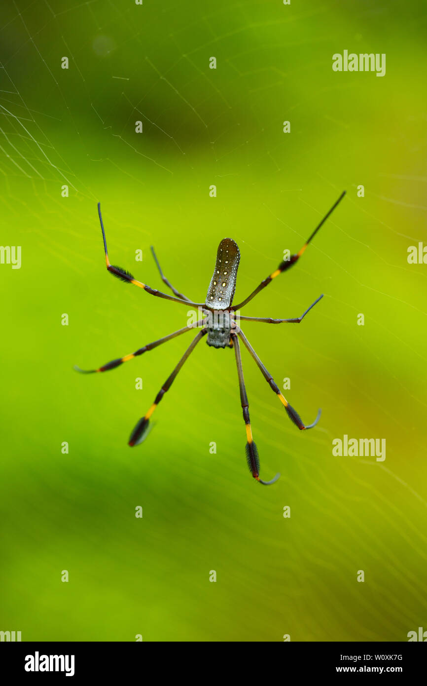 Panama spiders hi-res stock photography and images - Alamy