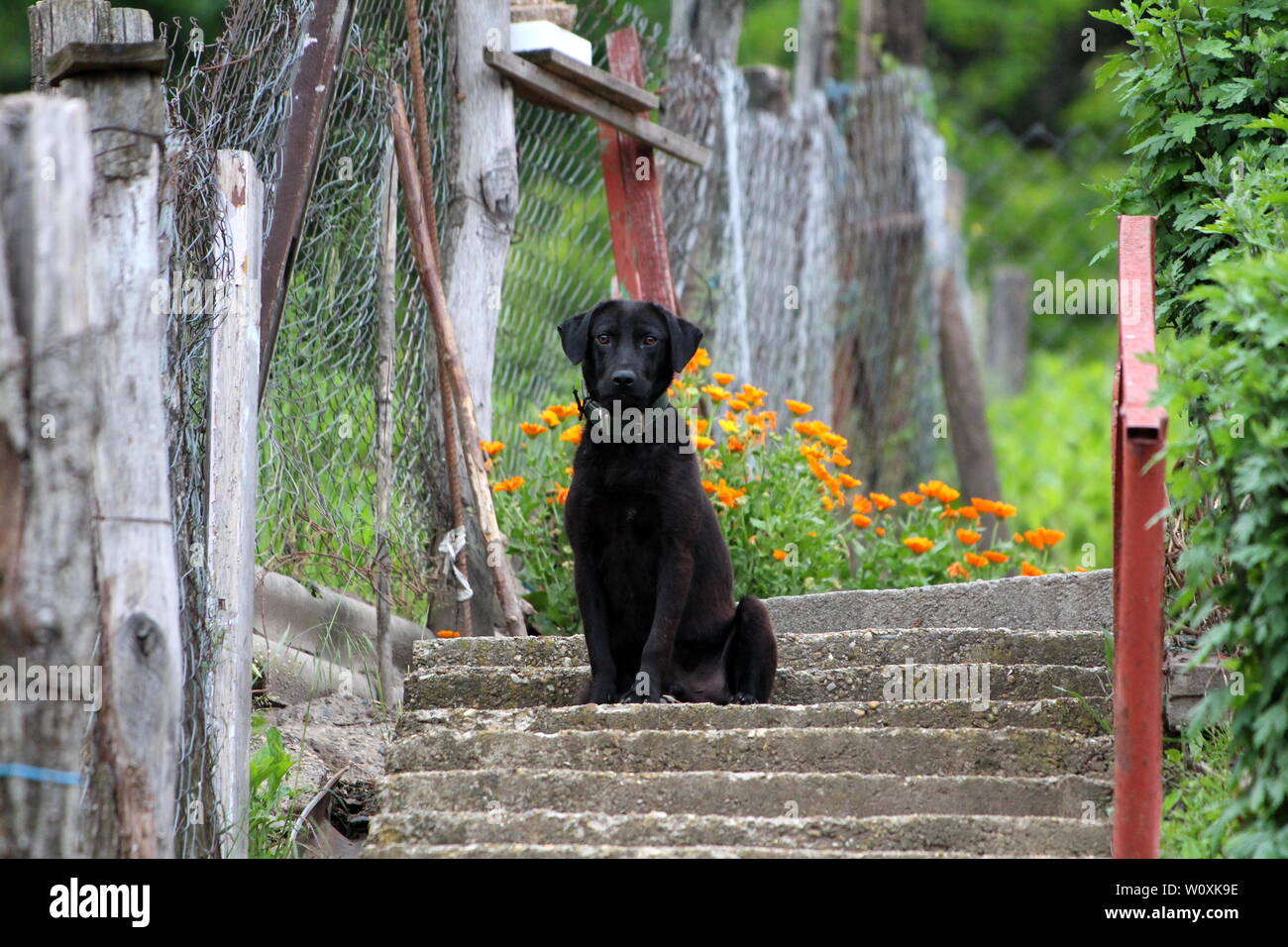 Sad black Labrador Retriever with dark green leather collar sitting on ...