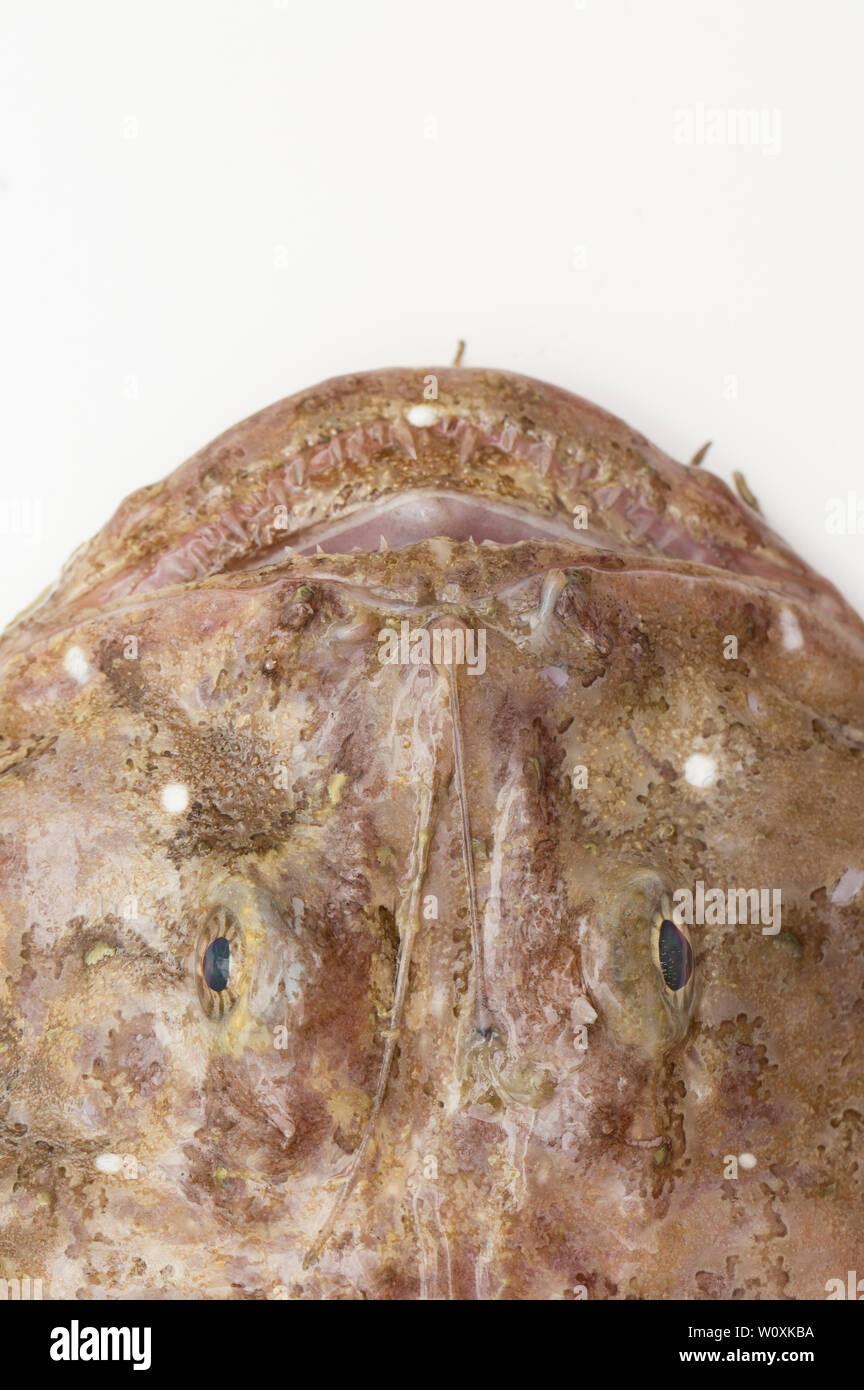 A photograph showing the facial features and jaws of a monkfish, or ...
