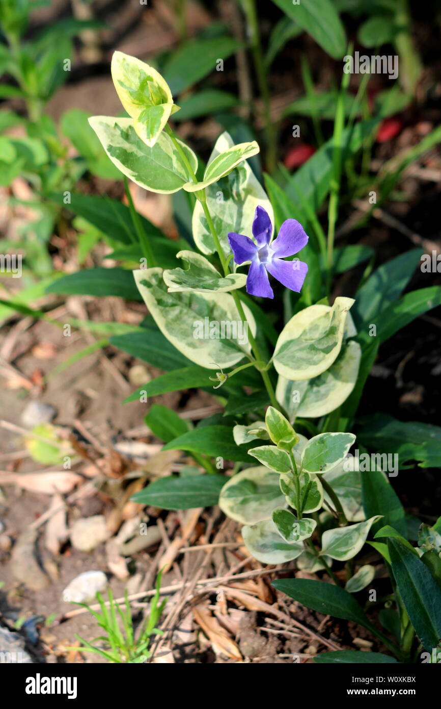 Single Bigleaf periwinkle or Vinca major or Large periwinkle or Greater ...