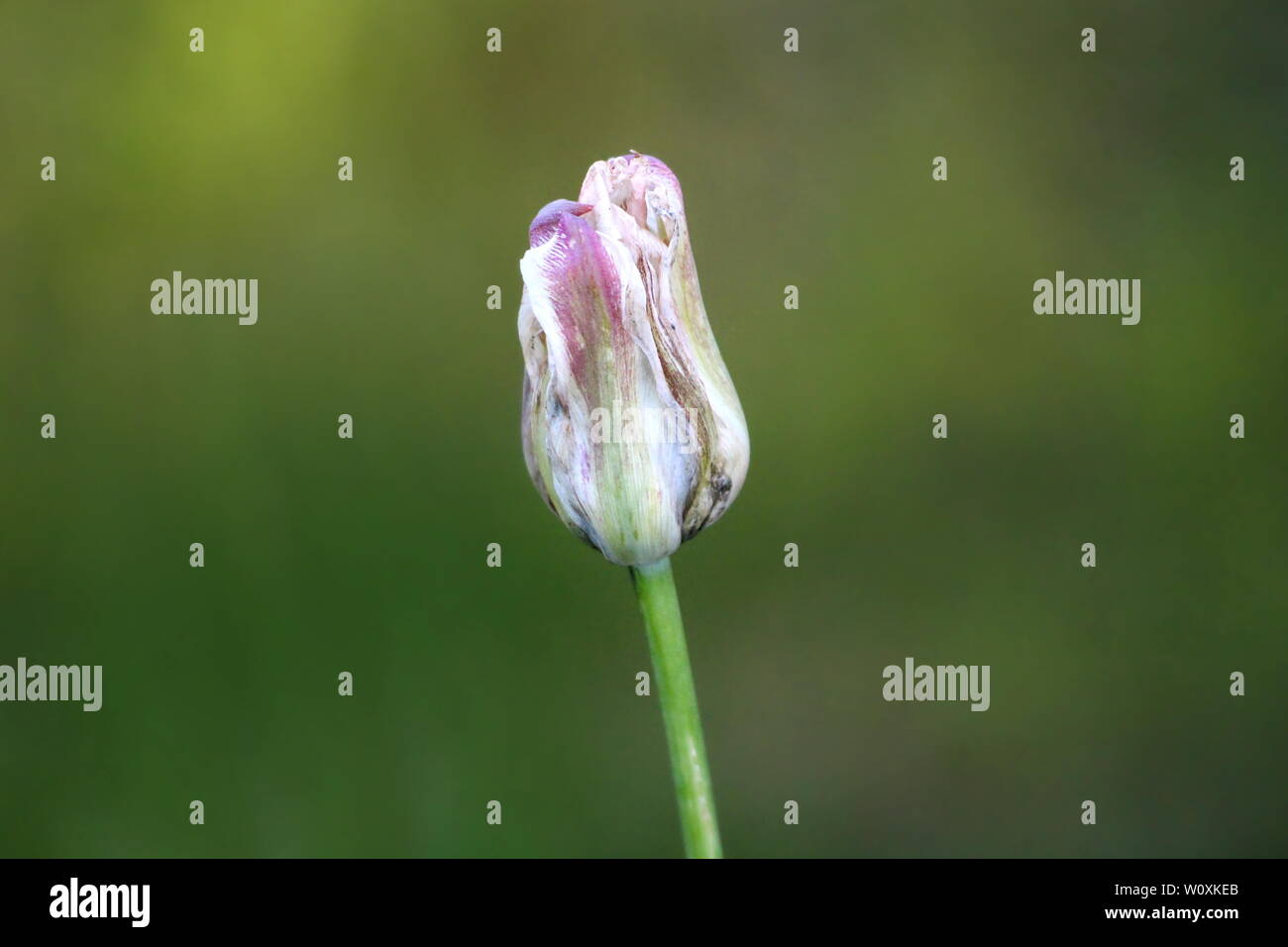 Shrivel in hi-res stock photography and images - Alamy