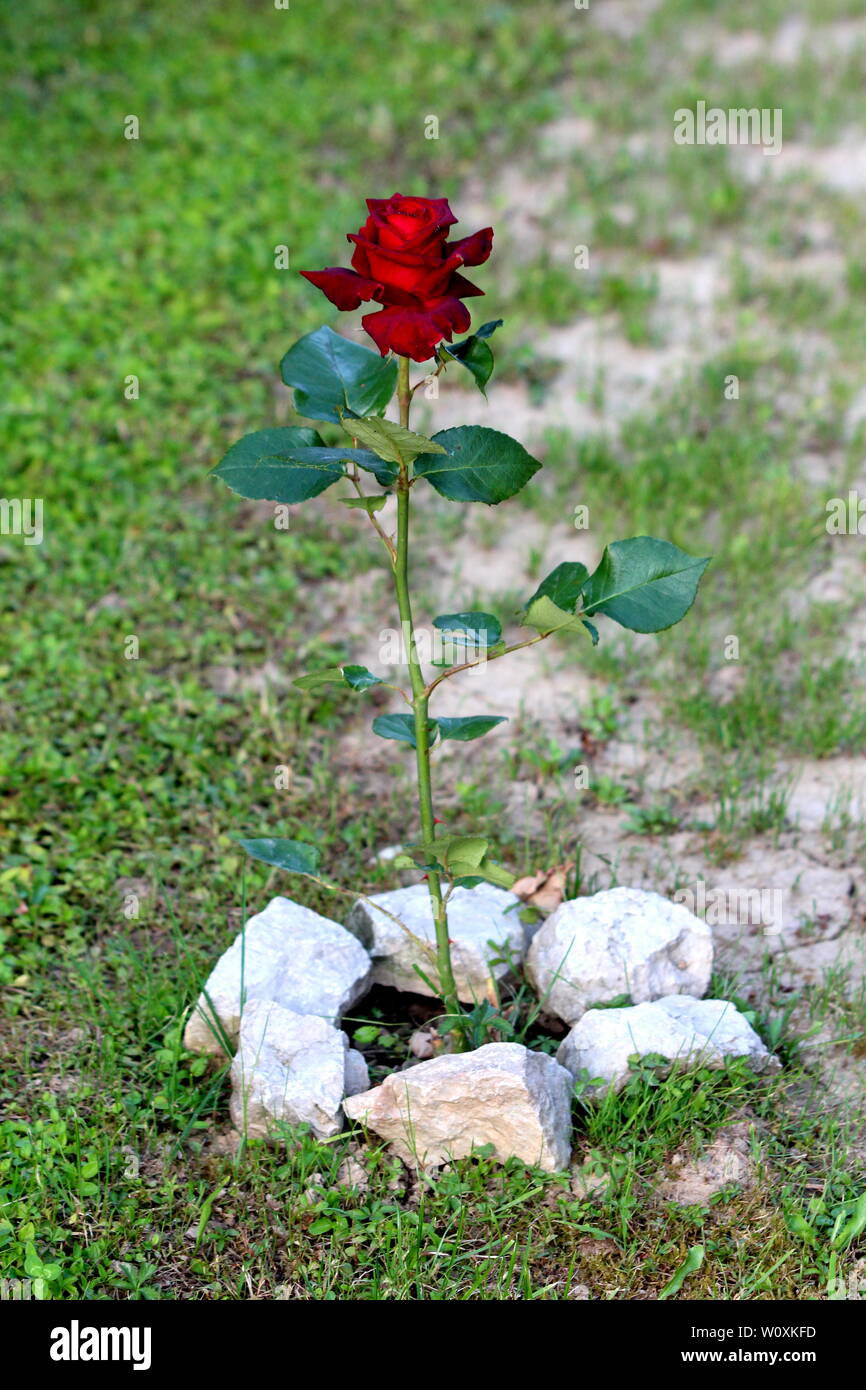 Single Dark Red Rose