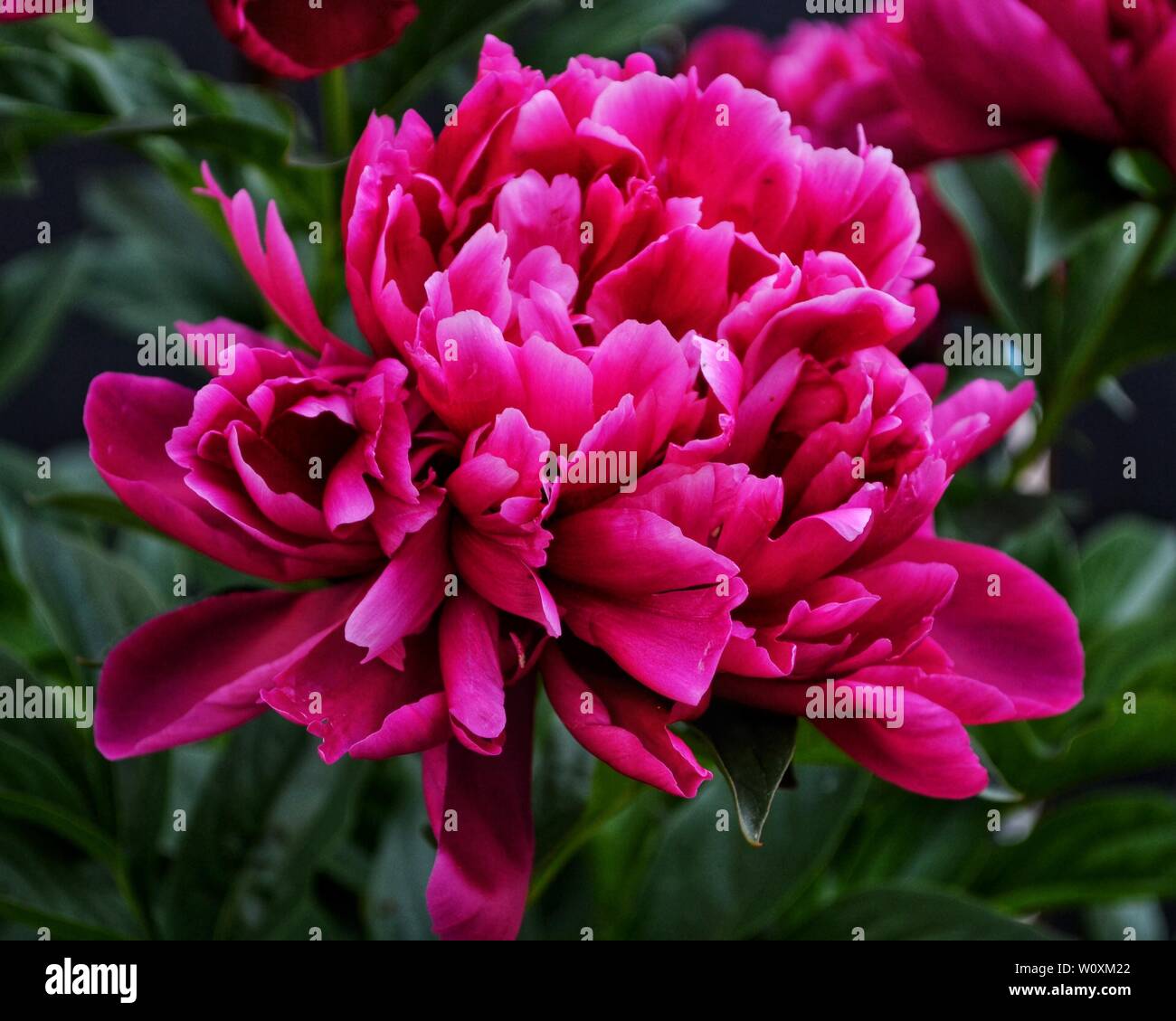 Peony on natural background Stock Photo - Alamy